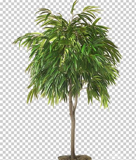 Weeping Fig Light Houseplant Tree Ficus Retusa PNG Clipart Arecales Banyan Bonsai Borassus