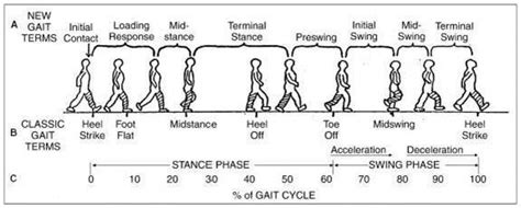 Gait Cycle Diagram Quizlet
