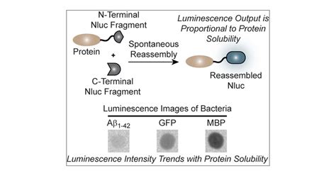 Fragmentation In Bacteria