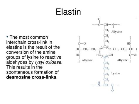 PPT Extracellular Matrix PowerPoint Presentation Free Download ID 9506685