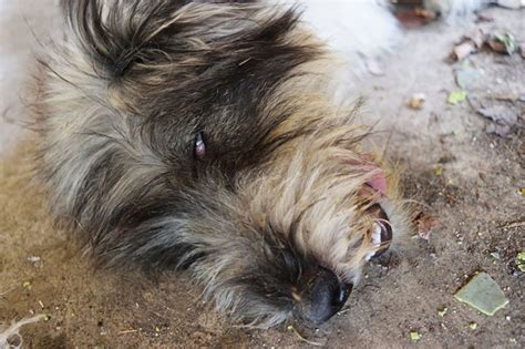 Dog Coma Before Death 11 Symptoms And Comfort Measures