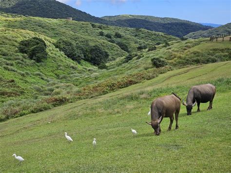 타이베이 시내투어 대만 양명산 대만 단수이 택시투어 택시투어 승하차장소투어코스 자유선택 마이리얼트립