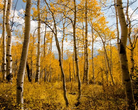 Aspen Tree Wallpaper 54 Images