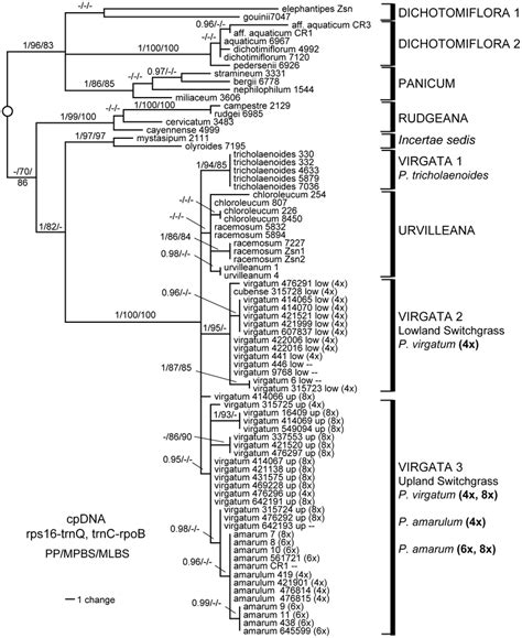 bayesian phylogram based on combined cpdna data support values are
