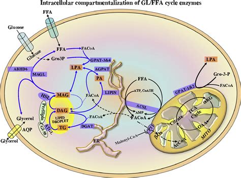 Table 1 From Glycerolipidfree Fatty Acid Cycle And Islet β Cell Function In Health Obesity And