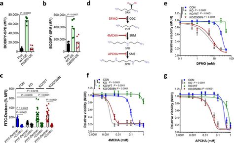 Polyamine Uptake By Atp13a2 Complements Cytosolic Polyamine