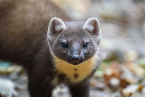 Jak Wygląda Kuna Rozpoznaj Ślady Gniazdo I Odgłosy Sumin