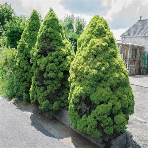 11 BEST SMALL UNIQUE TREES FOR ALBERTA YARDS Edmonton Arborist