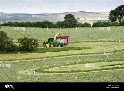 Forage Harvesting Grass Silage Forage Harvester Cutting Grass Loading Wagon West Marton North