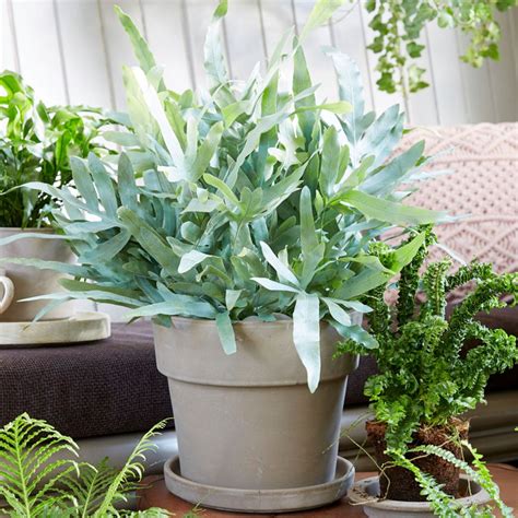 Phlebodium Blue Star Blue Star Fern