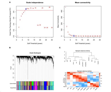 Weighted Genes Correlation Network Analysis To Cluster Genes Into