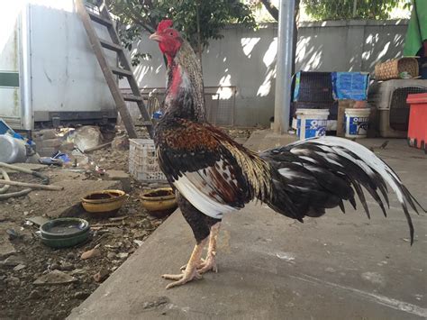 Sdgs Sri Lankan තිරසාර සංවර්ධනය සඳහා සාගර මුහුදු සහ සමුද්‍ර සම්පත්