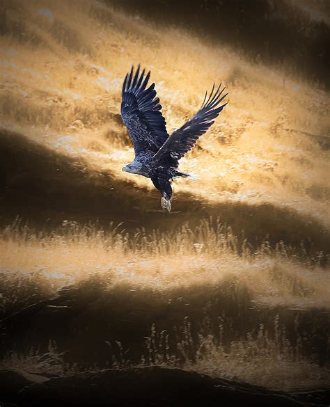Eagle Photograph By Finn Olav Olsen Fine Art America