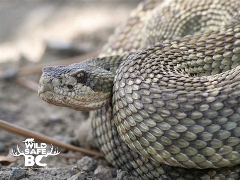Gopher Snake Vs Rattlesnake Identification Guide