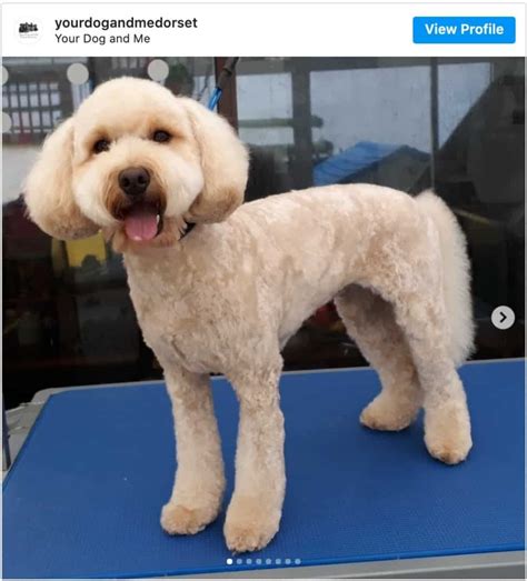 Pin On Cockapoo Haircut