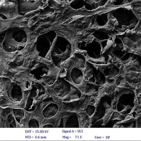 Sem Image Of Porous Silicon Layer With Concentration 1 3 Hf To