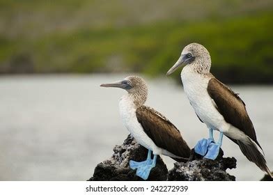 3617 Galapagos Blue Footed Bird Booby Boobie Boobies Images Stock