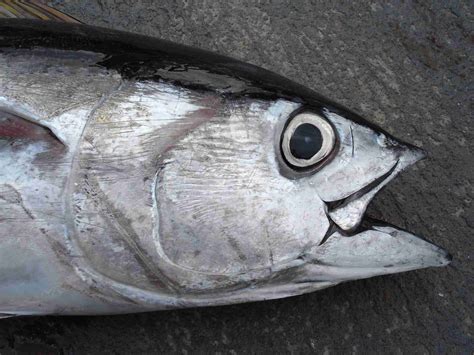 Every Species Of Tuna
