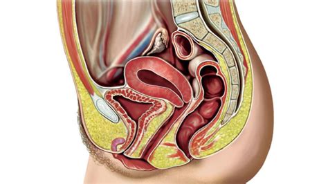 Reproductive System Part 2 Diagram Quizlet