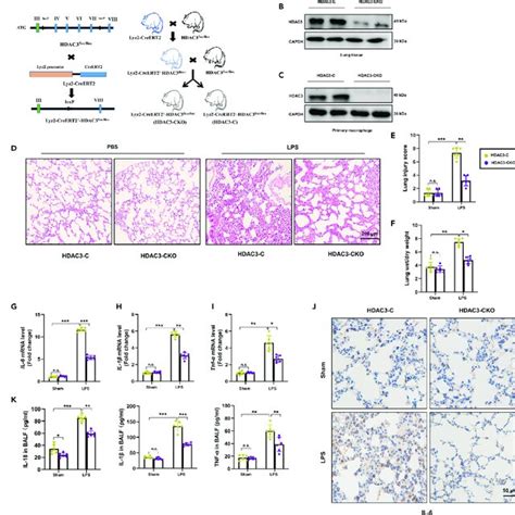 Cgas Overexpression Abolished The Inhibition Of Lps Induced