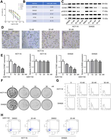 Aurkb Promotes Colorectal Cancer Progression By Triggering The Phosphorylation Of Histone H3 At