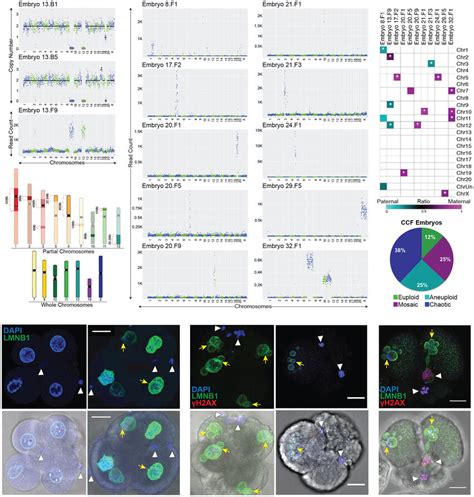 Chromosomes Are Eliminated Via Cellular Fragmentation And Are Download Scientific Diagram
