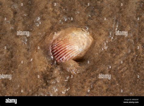 Scallop Shell On Wet Sand On The Beach At Sunrise Pectinidae Natural Seashell Vacation
