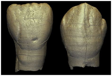 Fossilized Teeth Reveal Unknown Prehistoric Human Relatives — Secret