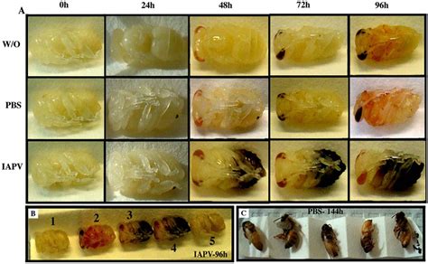 Figure 1 From In Vitro Infection Of Pupae With Israeli Acute Paralysis Virus Suggests
