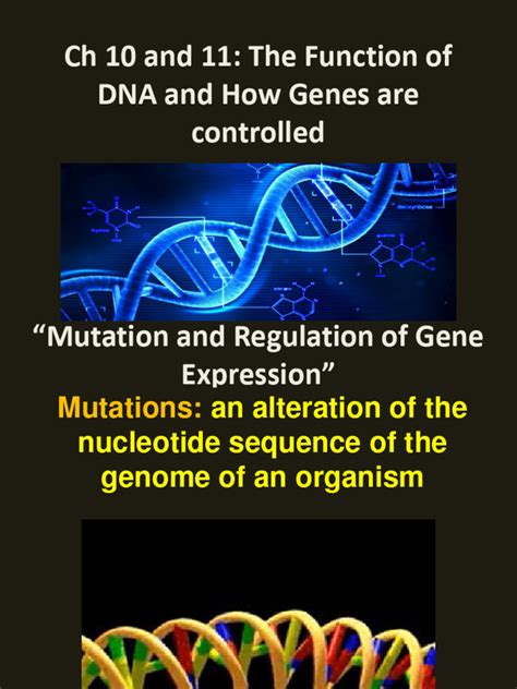 Class 7 Mutation Reg Of Gene Exp Rc Pdf Messenger Rna Gene