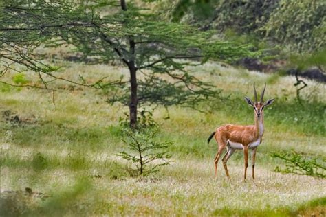 Narayan Sarovar Sanctuary Bhuj What To Expect Timings Tips Trip Ideas By Makemytrip