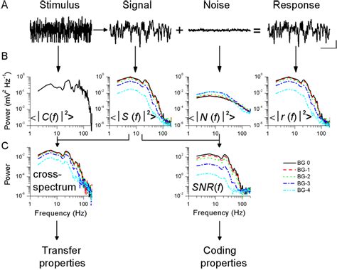 Signal And Noise Analysis Of The Voltage Responses To A White Noise Download Scientific Diagram