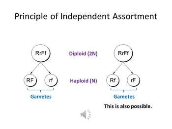 Mendelian Principles Of Genetics By Science Educator TPT
