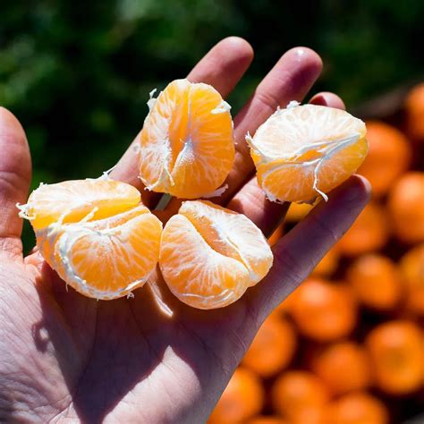 Clementine Clemenules Frisch Geliefert Jurassic Fruit