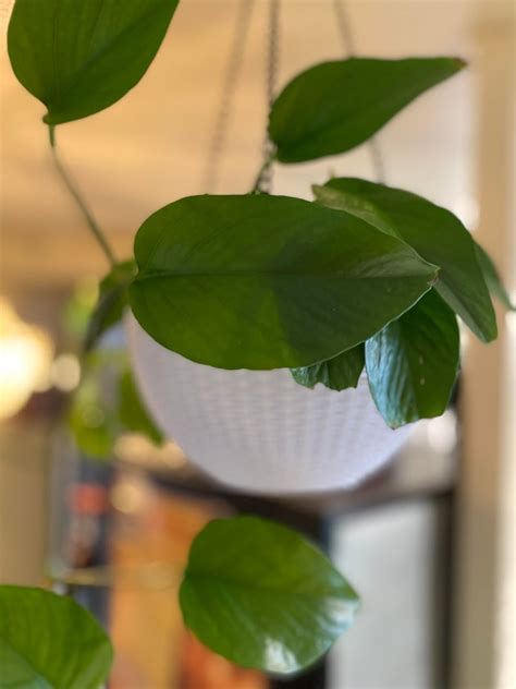 Pothos Jade Rpothos