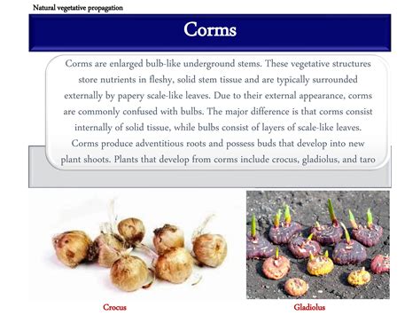 Asexual Propagation Importance Advantages And Disadvantages Pdf