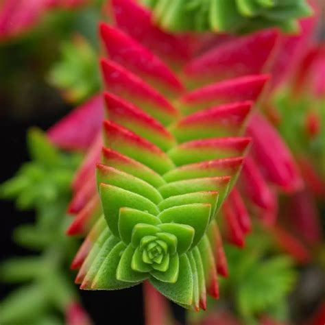 数学之美：你不知道的 “植物身上的黄金分割” 搜狐大视野 搜狐新闻