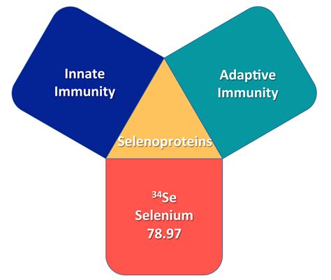 Nutrients Free Full Text Selenium Selenoproteins And Immunity