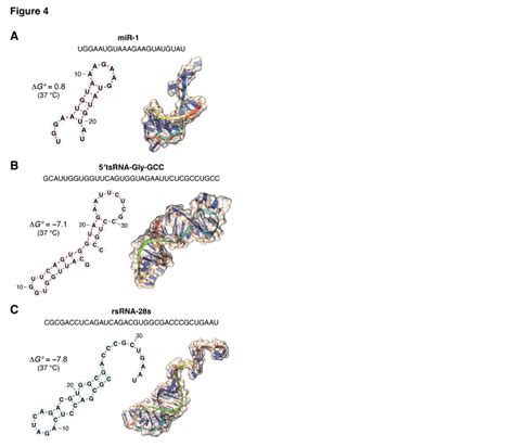 Predicted Secondary And Tertiary Structures For Individual Sncrna