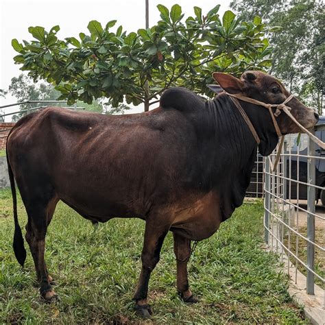 বায়োমেন্ড অনলাইন গরুর হাট