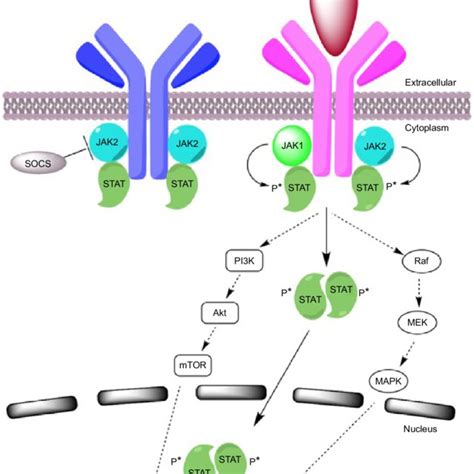 Molecular Structure Of Pacritinib Download Scientific Diagram