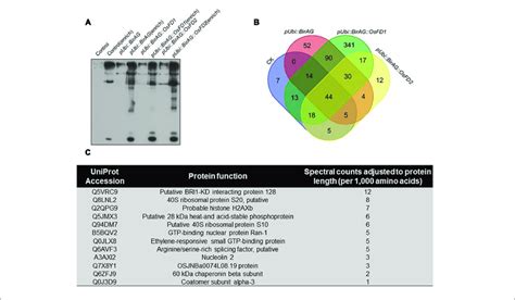 Proximity Dependent Promiscuous Protein Biotinylation By