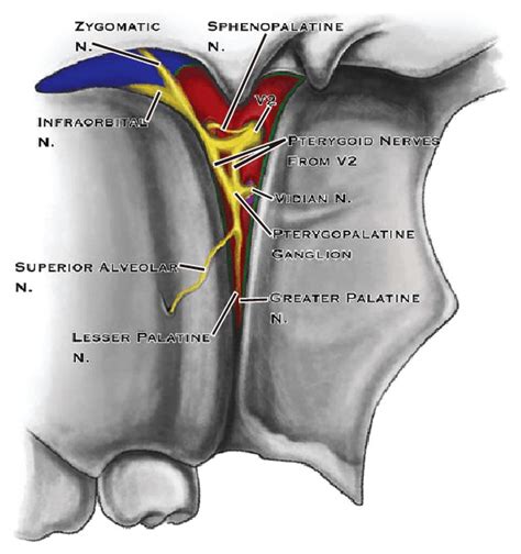 Contents Of Pterygopalatine Fossa