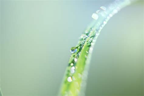 Premium Photo Wet Grass