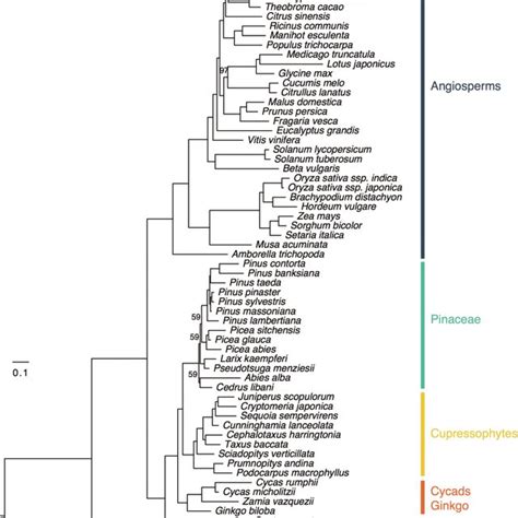 —maximum Likelihood Tree Inferred From A Concatenated Alignment Of 1st