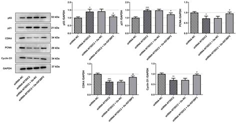 [corrigendum] Decreased Rna‑binding Protein Igf2bp2 Downregulates Nt5dc2 Which Suppresses Cell