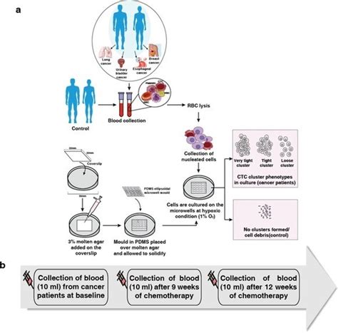 Circulating Tumor Cell Cluster Phenotype Allows