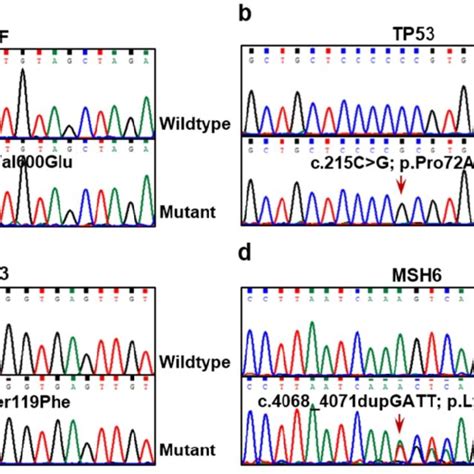 Braf Tp53 Msh3 And Msh6 Mutations Identified In Ptc Tissue Samples