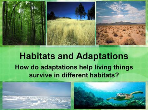 Ppt Habitat And Adaptation Powerpoint Presentation Free