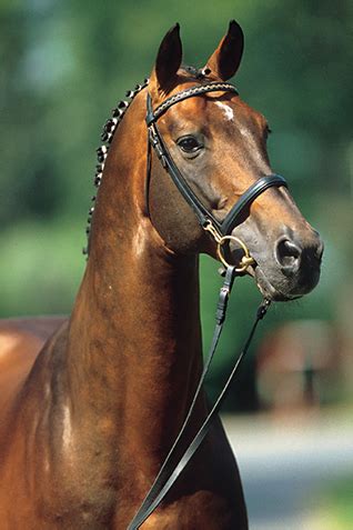 Landor S | Global Equine Sires